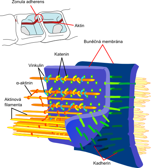 Zonula adherens – WikiSkripta