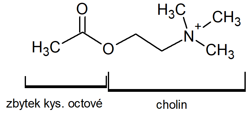 Acetylcholin – WikiSkripta