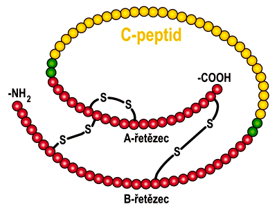 C-peptid – WikiSkripta