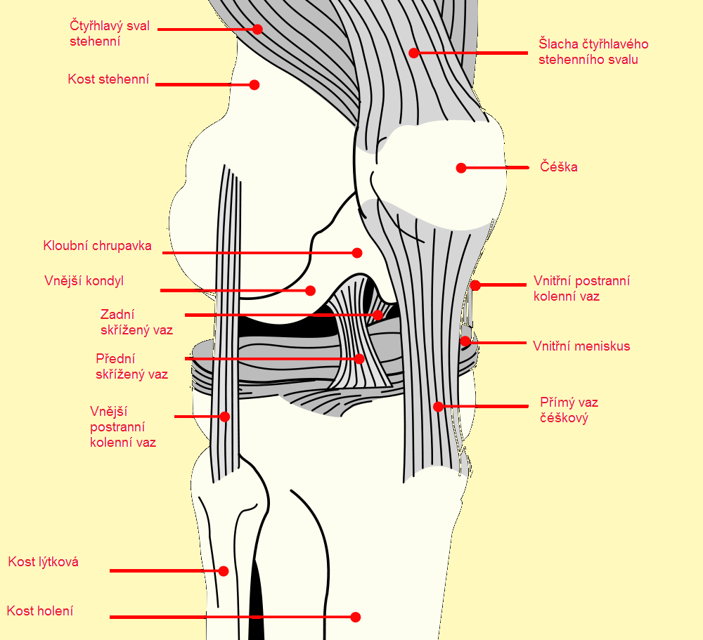Uživatel:PavlaK/Pískoviště – WikiSkripta