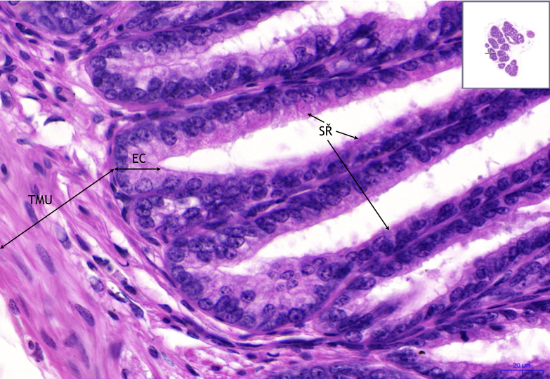 Vesicula seminalis - HE – WikiSkripta