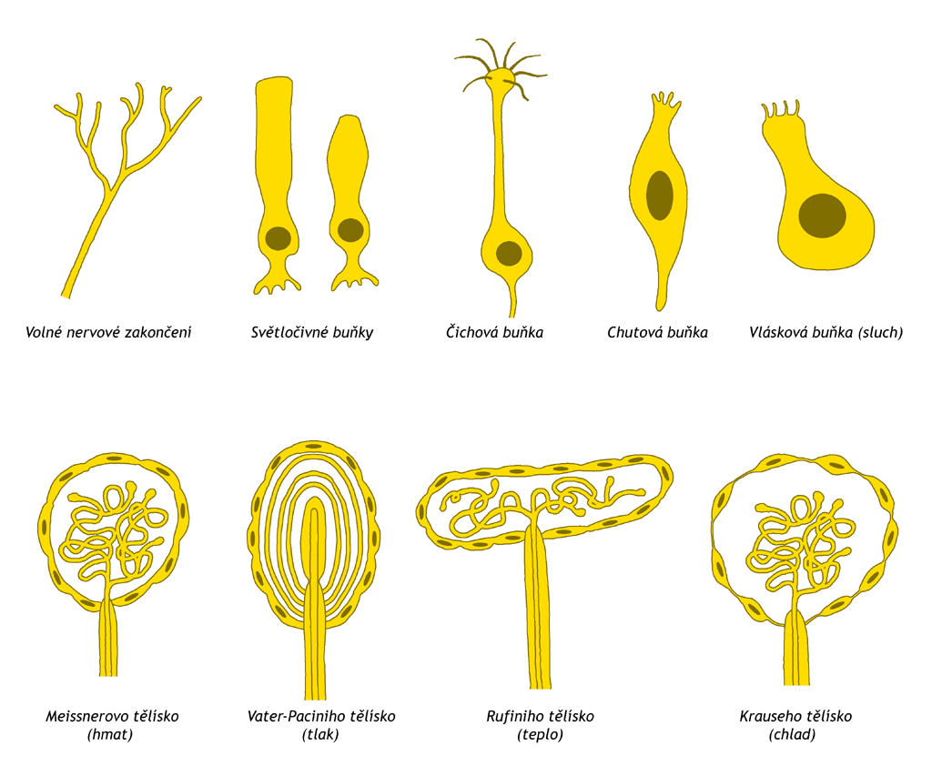 Senzorický receptor – WikiSkripta