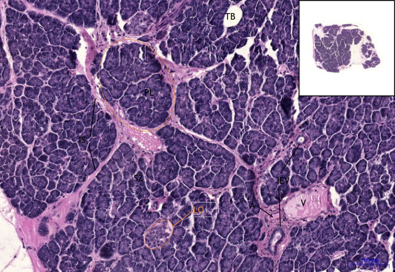Pancreas - HE – WikiSkripta