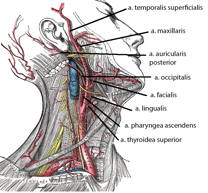 Arteria carotis externa – WikiSkripta