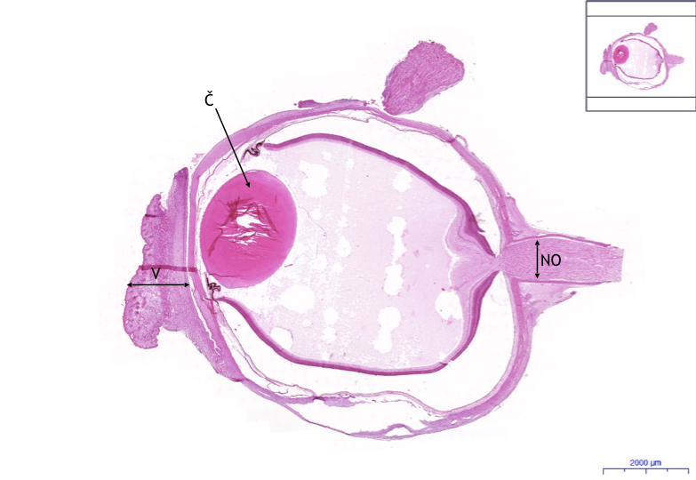 Bulbus oculi - HE – WikiSkripta