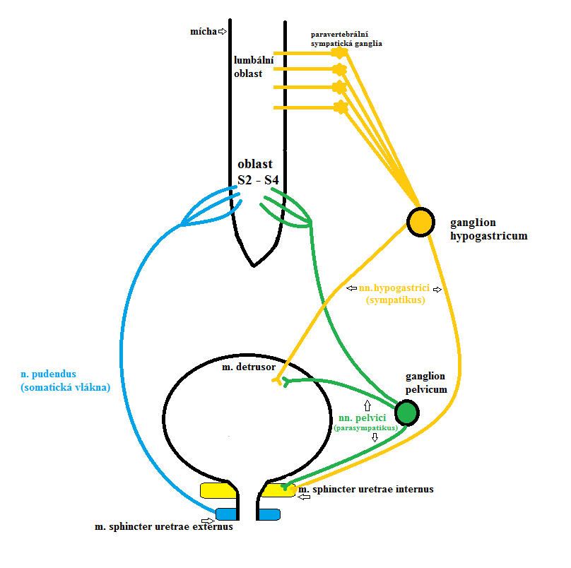 Neurogenní močový měchýř – WikiSkripta