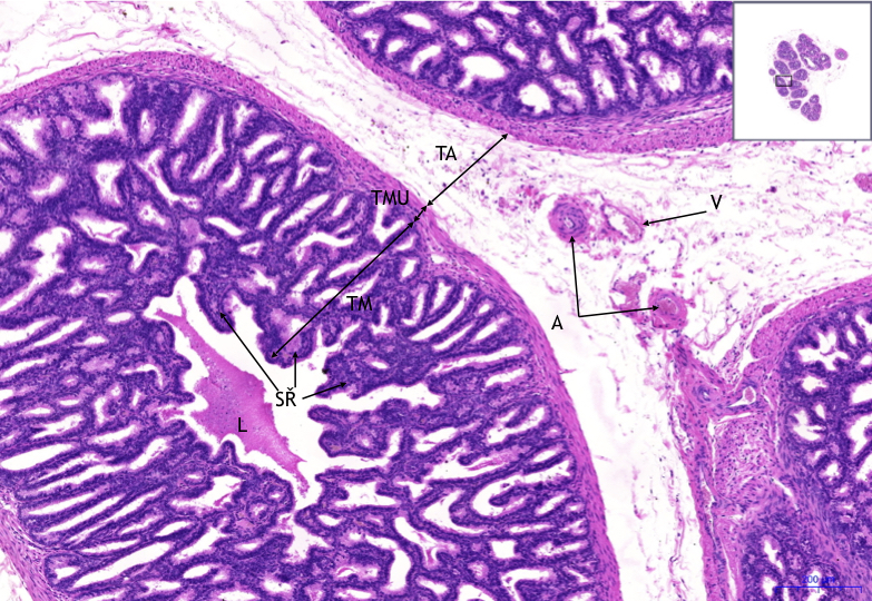 Vesicula seminalis - HE – WikiSkripta