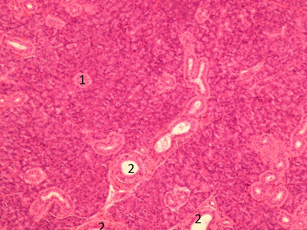 Glandula parotis (SFLT) – WikiSkripta