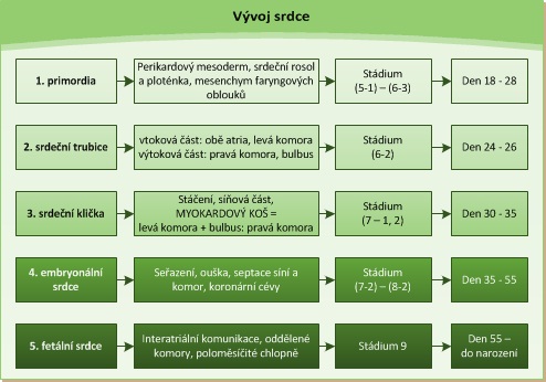 Vývoj srdce – WikiSkripta