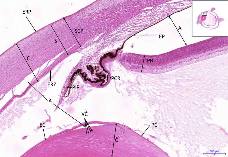 Bulbus oculi - HE – WikiSkripta