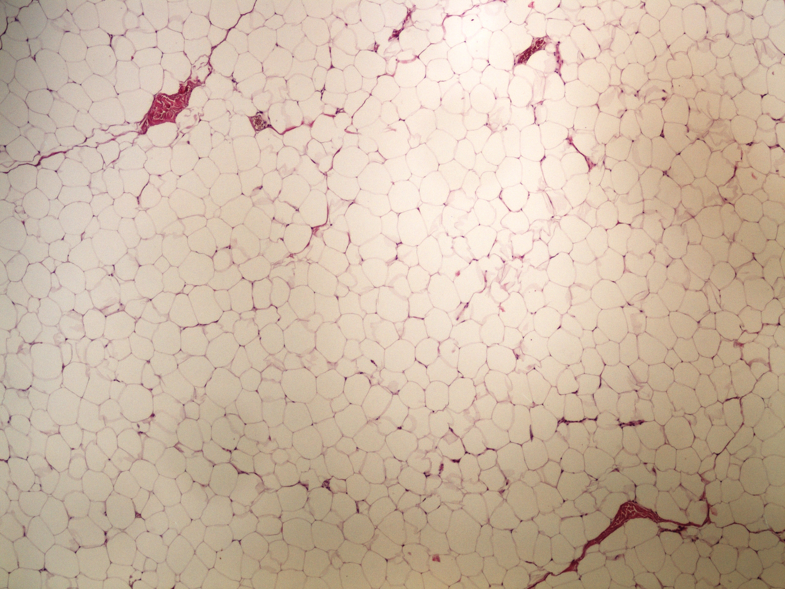 Modul OZPP - Praktikum č. 10 (zoom) – WikiSkripta