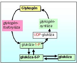 Sacharidy – WikiSkripta