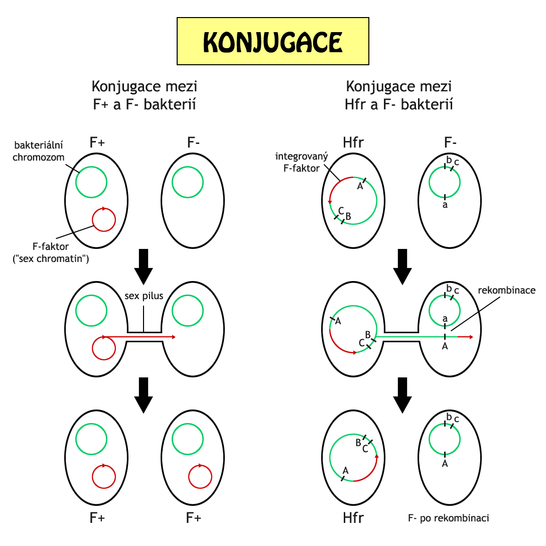 Konjugace – WikiSkripta