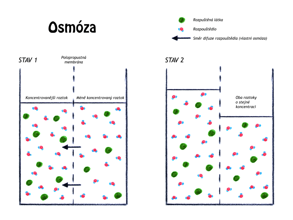 Osmóza – WikiSkripta