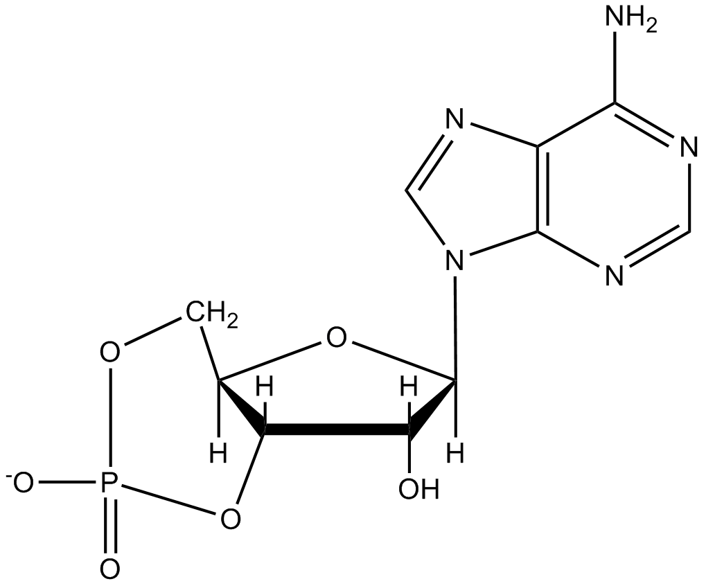 cAMP (biochemie) – WikiSkripta