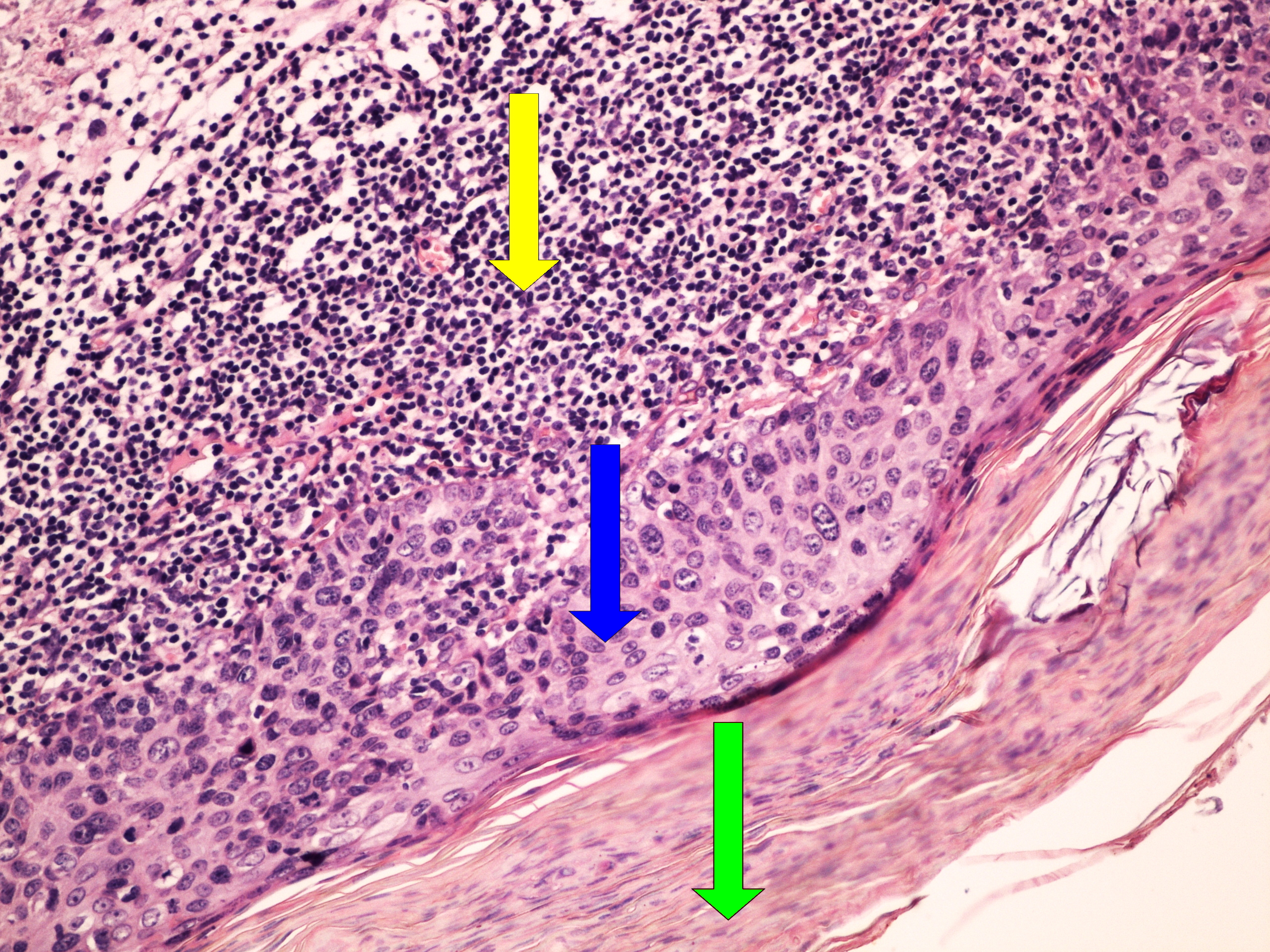 Modul OZPP - Praktikum č. 9 (zoom) – WikiSkripta