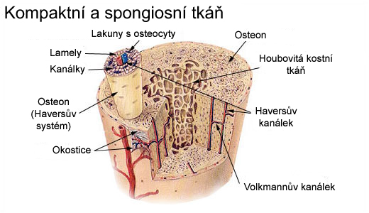 Mechanické charakteristiky kostí – WikiSkripta
