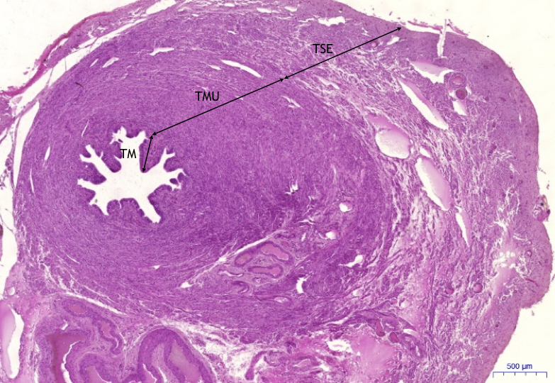 Tuba uterina (isthmus) - HE – WikiSkripta