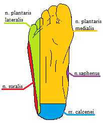 Obrna nervus tibialis – WikiSkripta