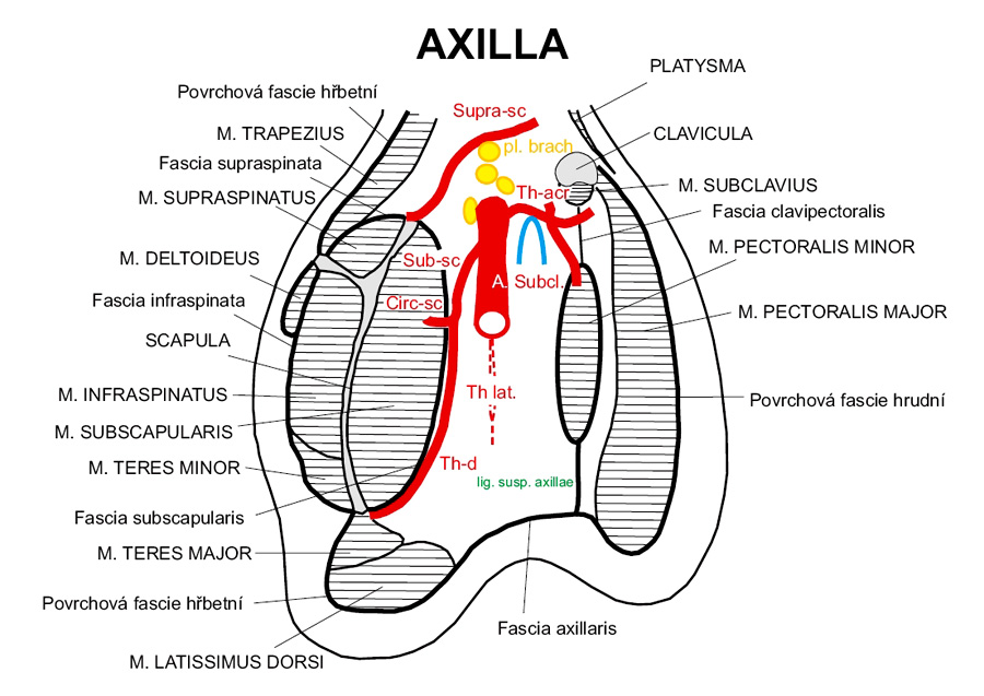 Fossa axillaris – WikiSkripta