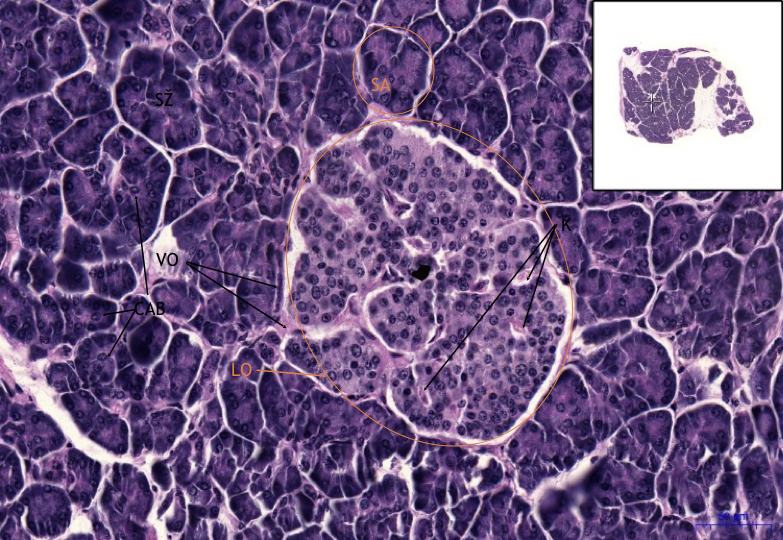 Pancreas - HE – WikiSkripta
