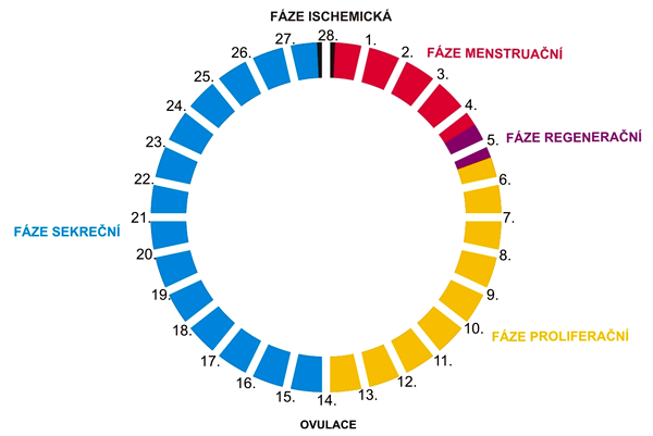 Menstruační cyklus – WikiSkripta