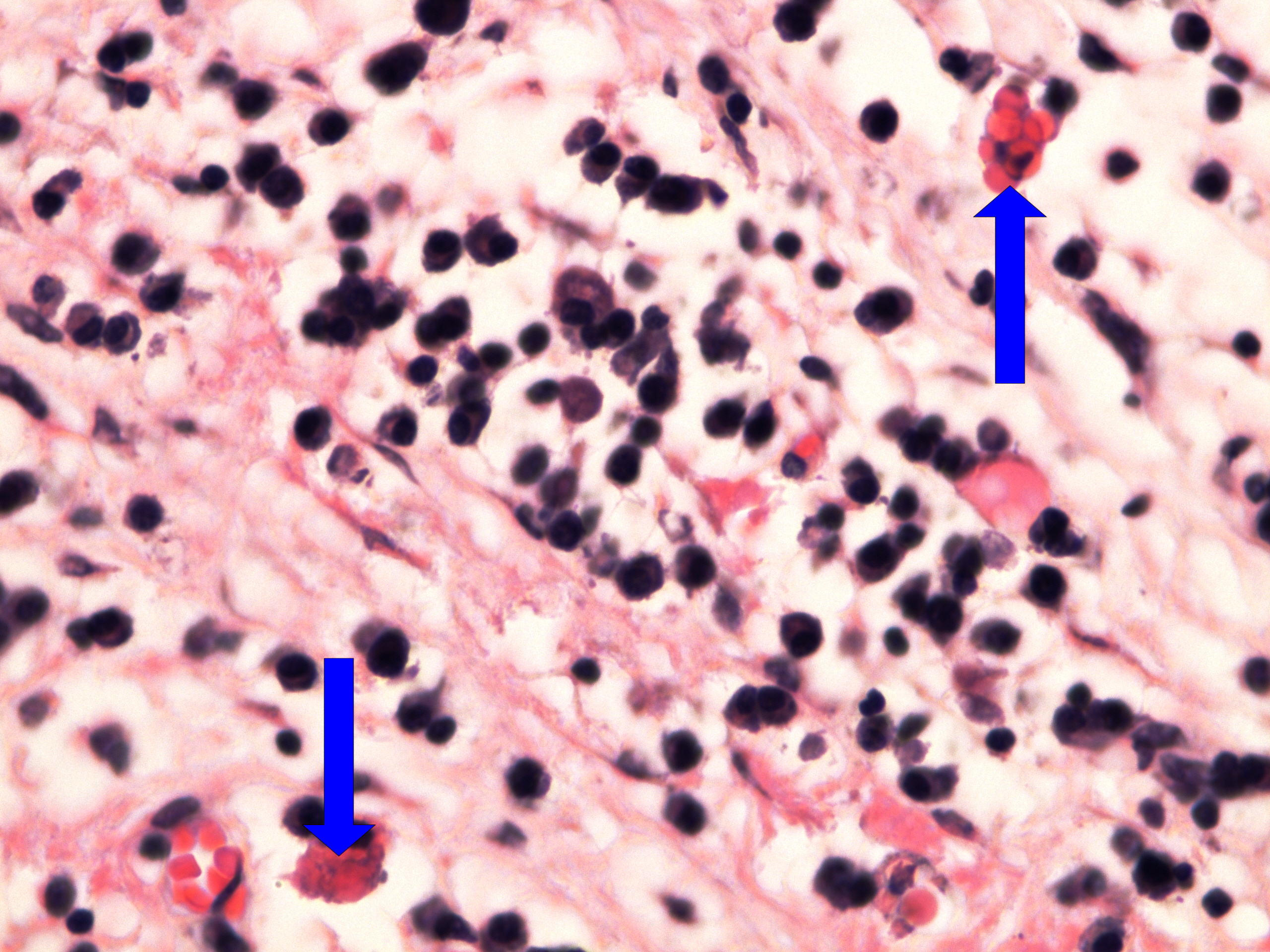 Modul OZPP - Praktikum č. 3 (zoom) – WikiSkripta