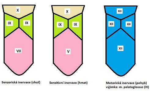 Jazyk – WikiSkripta