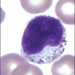 Monocyt – WikiSkripta