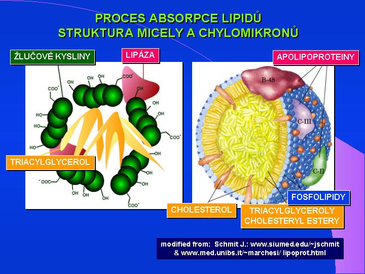 Lipáza – WikiSkripta