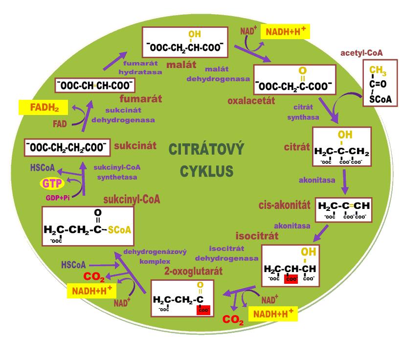Citrátový cyklus – WikiSkripta