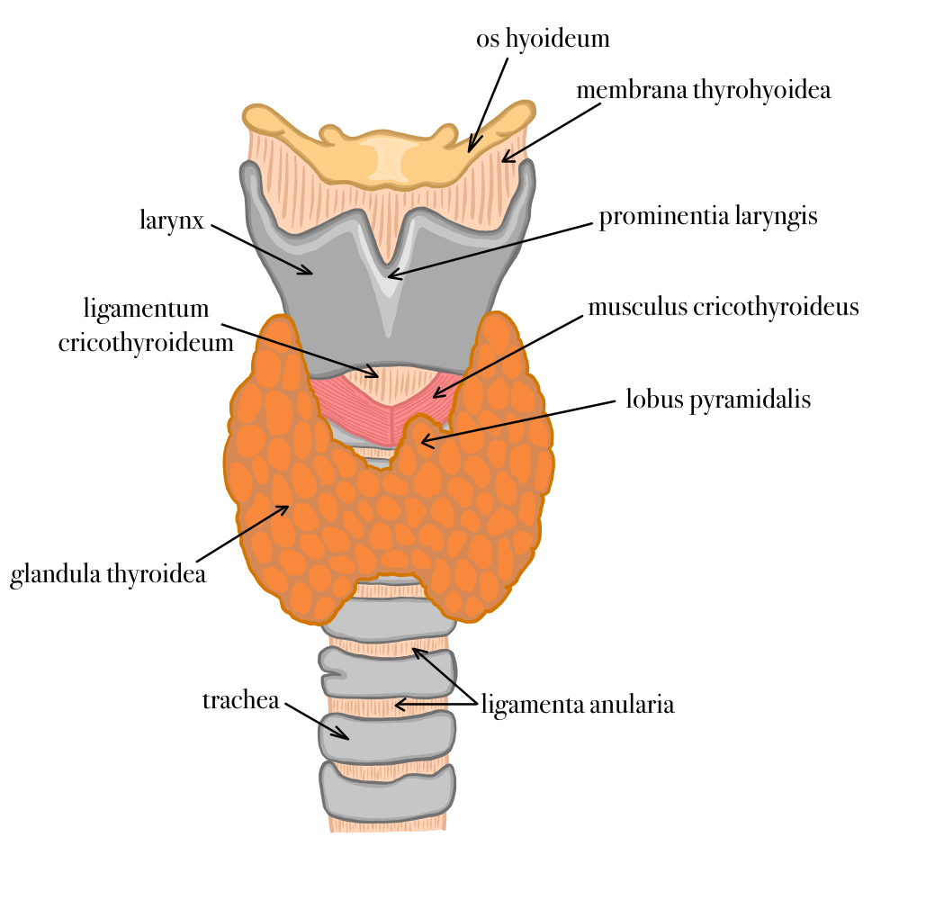 Štítná žláza – WikiSkripta