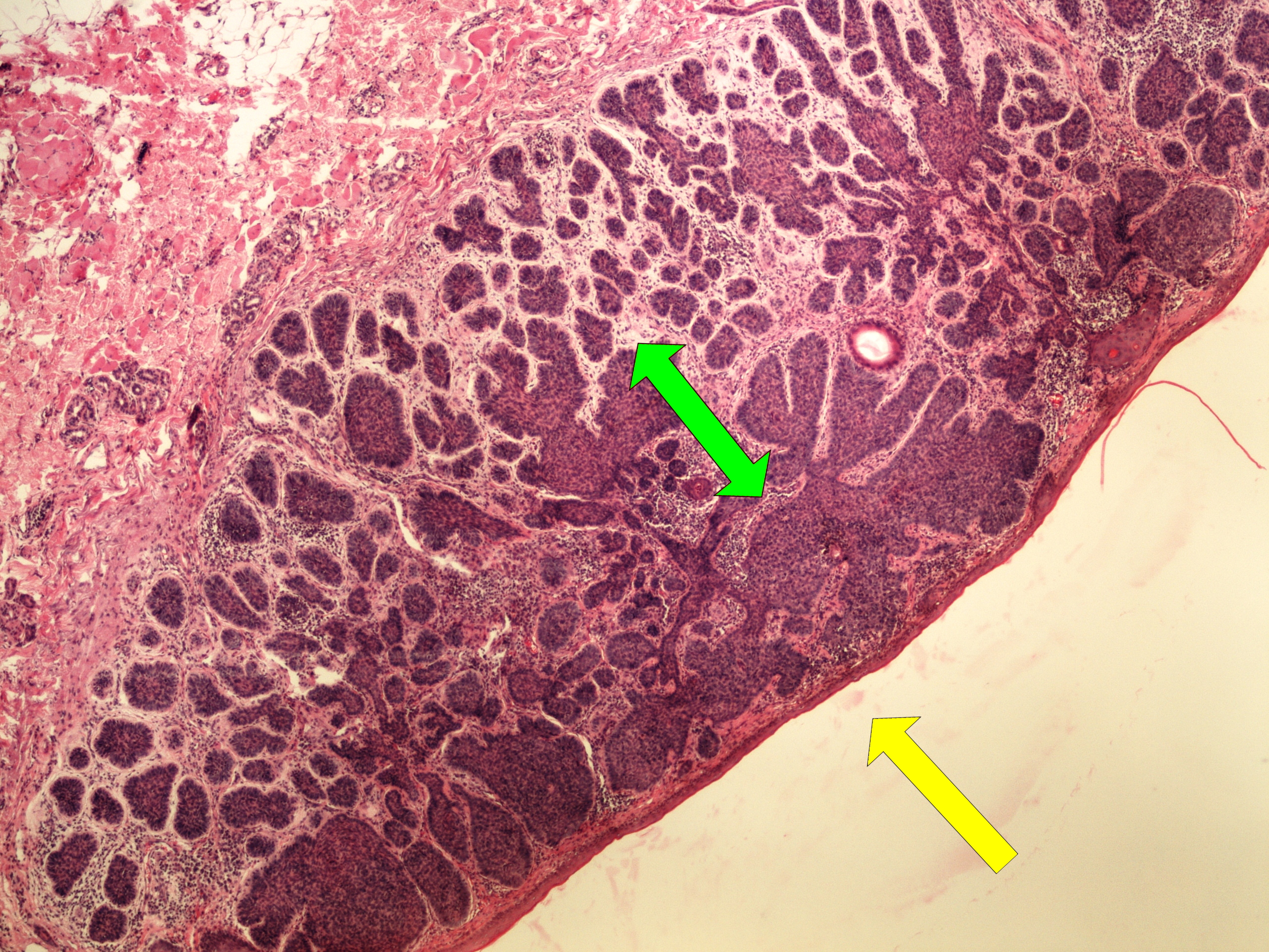 Modul OZPP - Praktikum č. 11 (zoom) – WikiSkripta