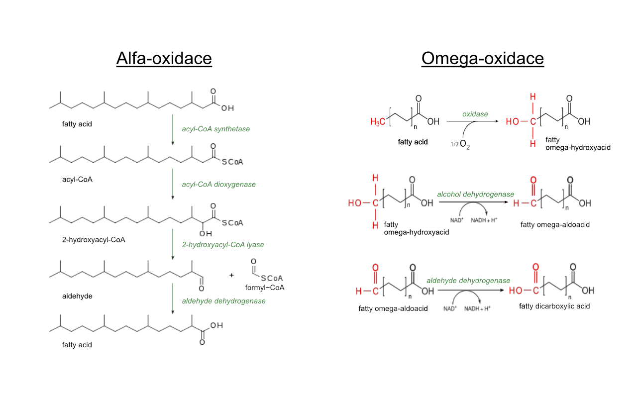 Odbourávání lipidů a metabolismus ketolátek – WikiSkripta