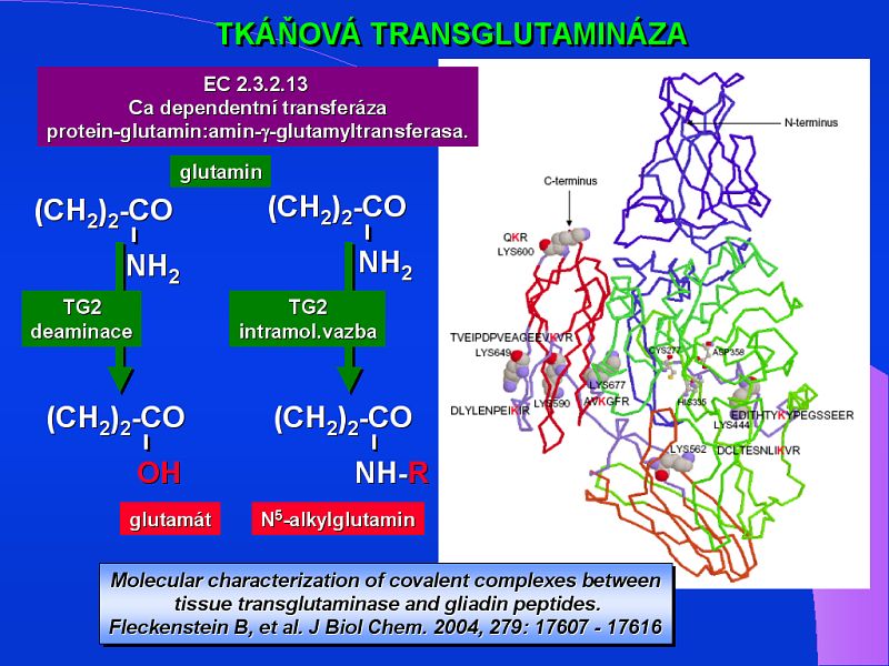 Protilátky ke tkáňové transglutamináze – WikiSkripta