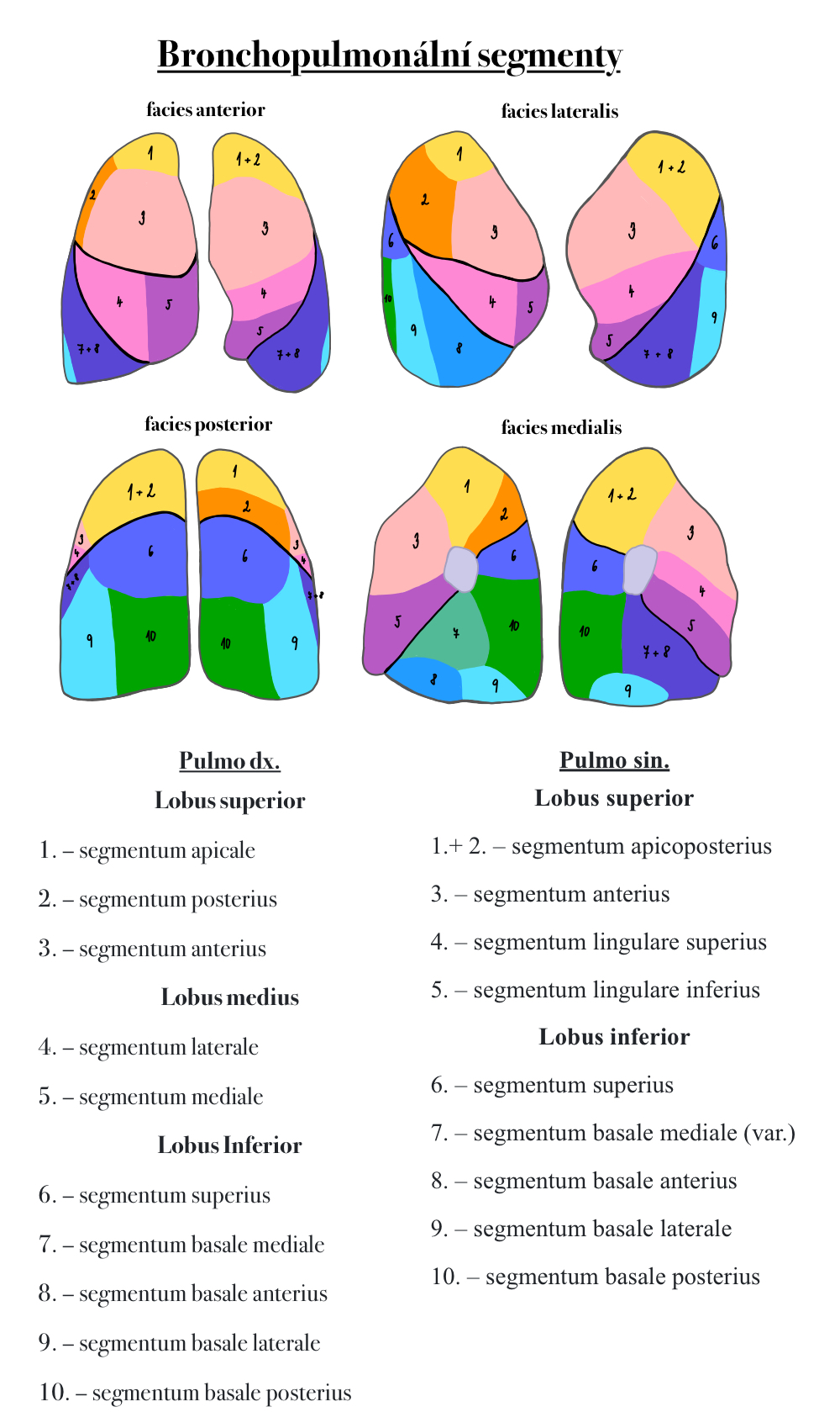 Plíce – WikiSkripta