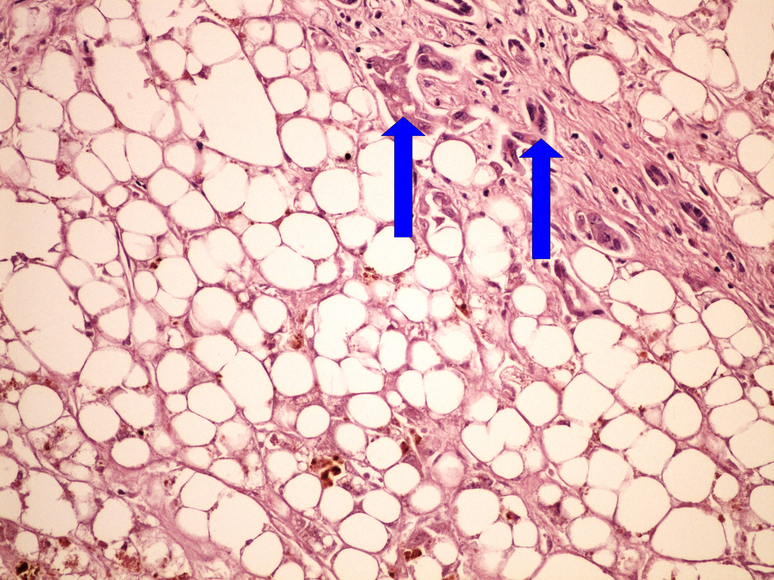 Modul OZPP - Praktikum č. 3 (zoom) – WikiSkripta