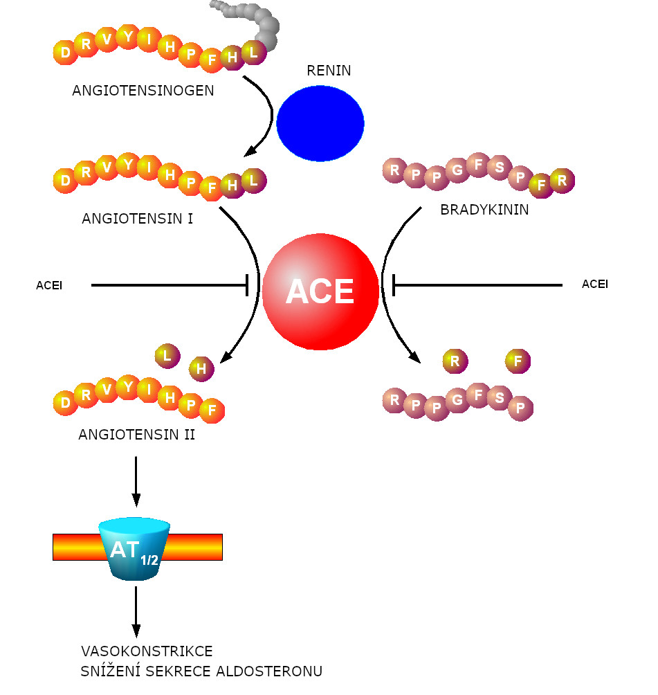 Inhibitory angiotenzin konvertujícího enzymu – WikiSkripta
