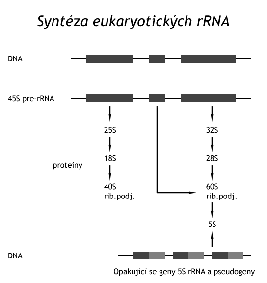Biosyntéza nukleových kyselin – WikiSkripta