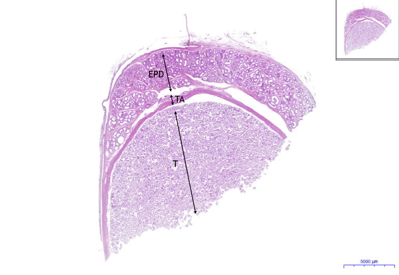 Testis - HE – WikiSkripta