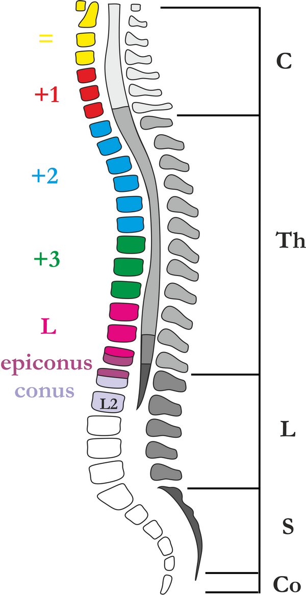 Chipaultovo pravidlo – WikiSkripta